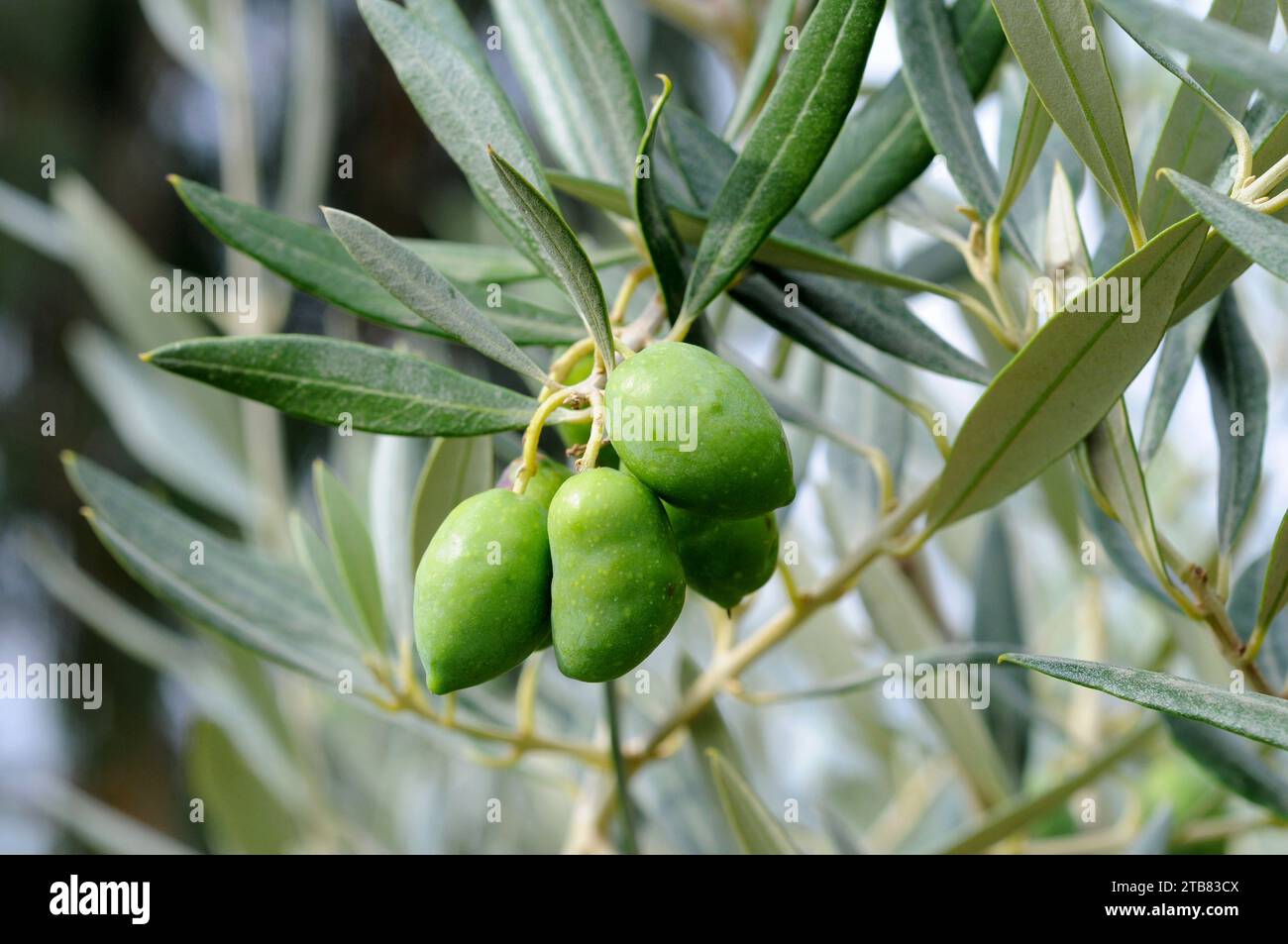 Olive tree (Olea europaea europaea). Fruits empeltre variety and leaves ...