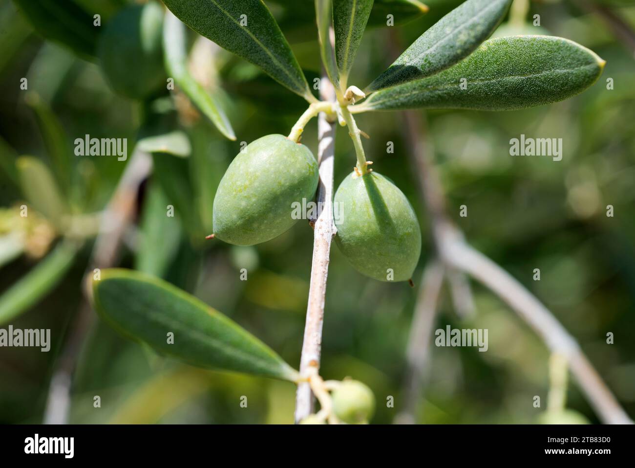 Olive tree (Olea europaea europaea). Fruits picual or martena variety ...