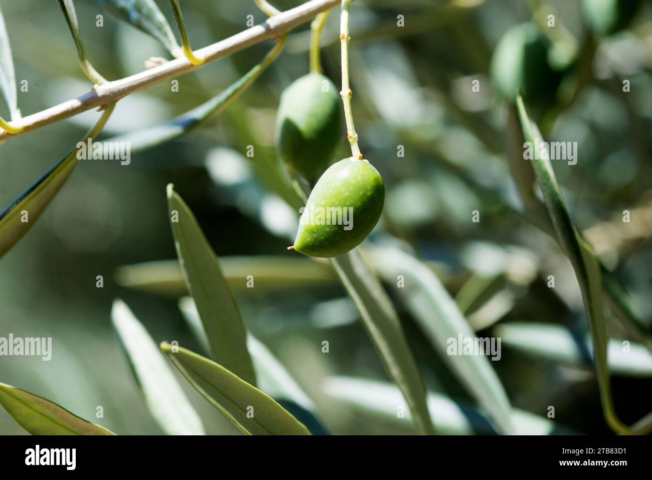 Olive tree (Olea europaea europaea). Fruits picual or martena variety ...