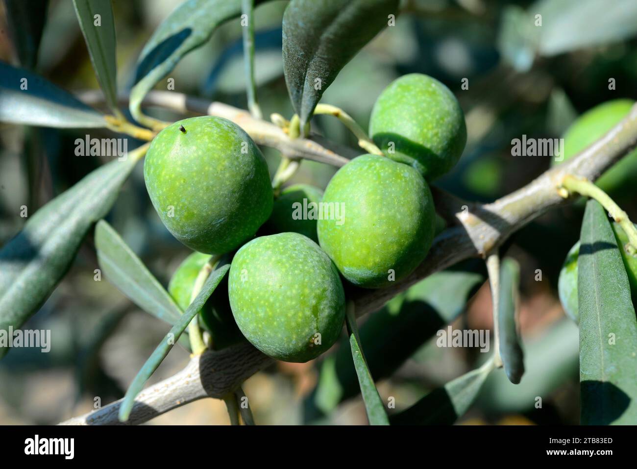 Olive tree (Olea europaea europaea). Fruits manzanilla sevillana ...
