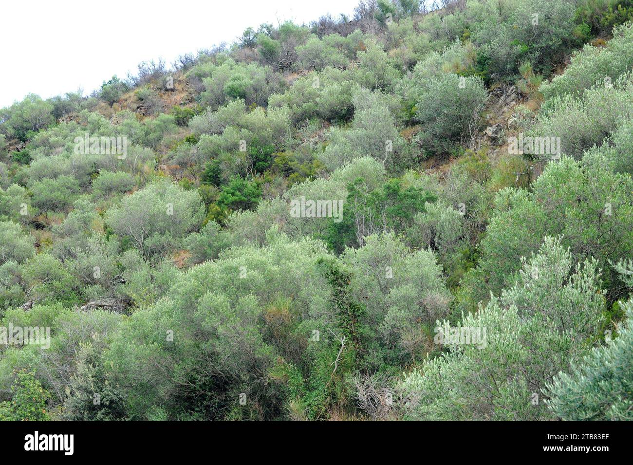 Wild olive (Olea europaea sylvestris or Olea europaea oleaster) is a ...