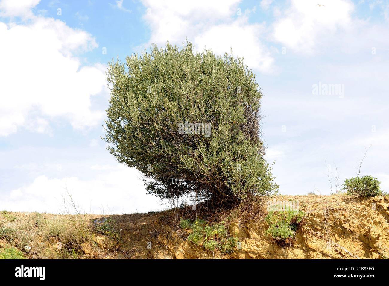 Wild olive (Olea europaea sylvestris or Olea europaea oleaster) is a ...