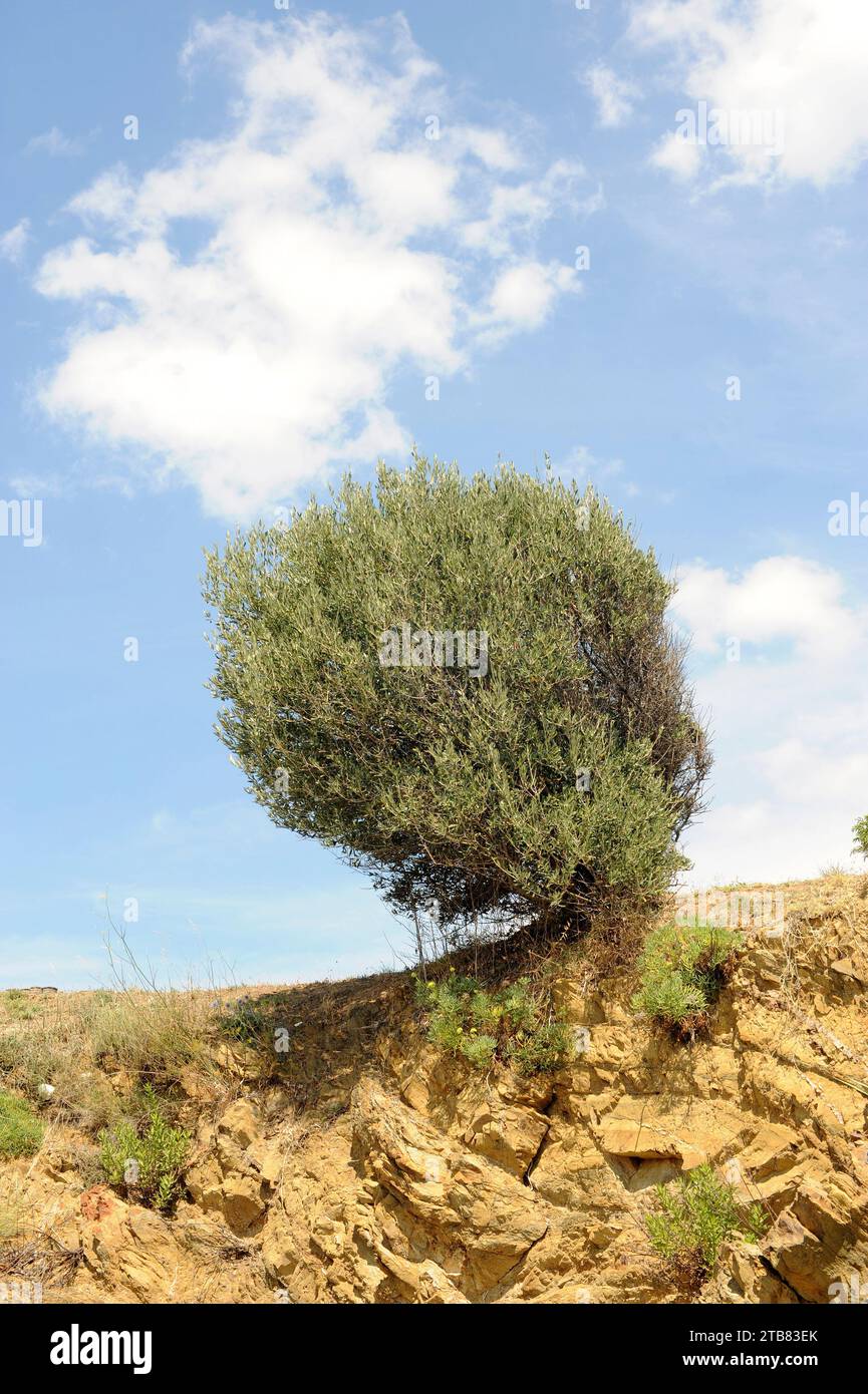 Wild olive (Olea europaea sylvestris or Olea europaea oleaster) is a ...