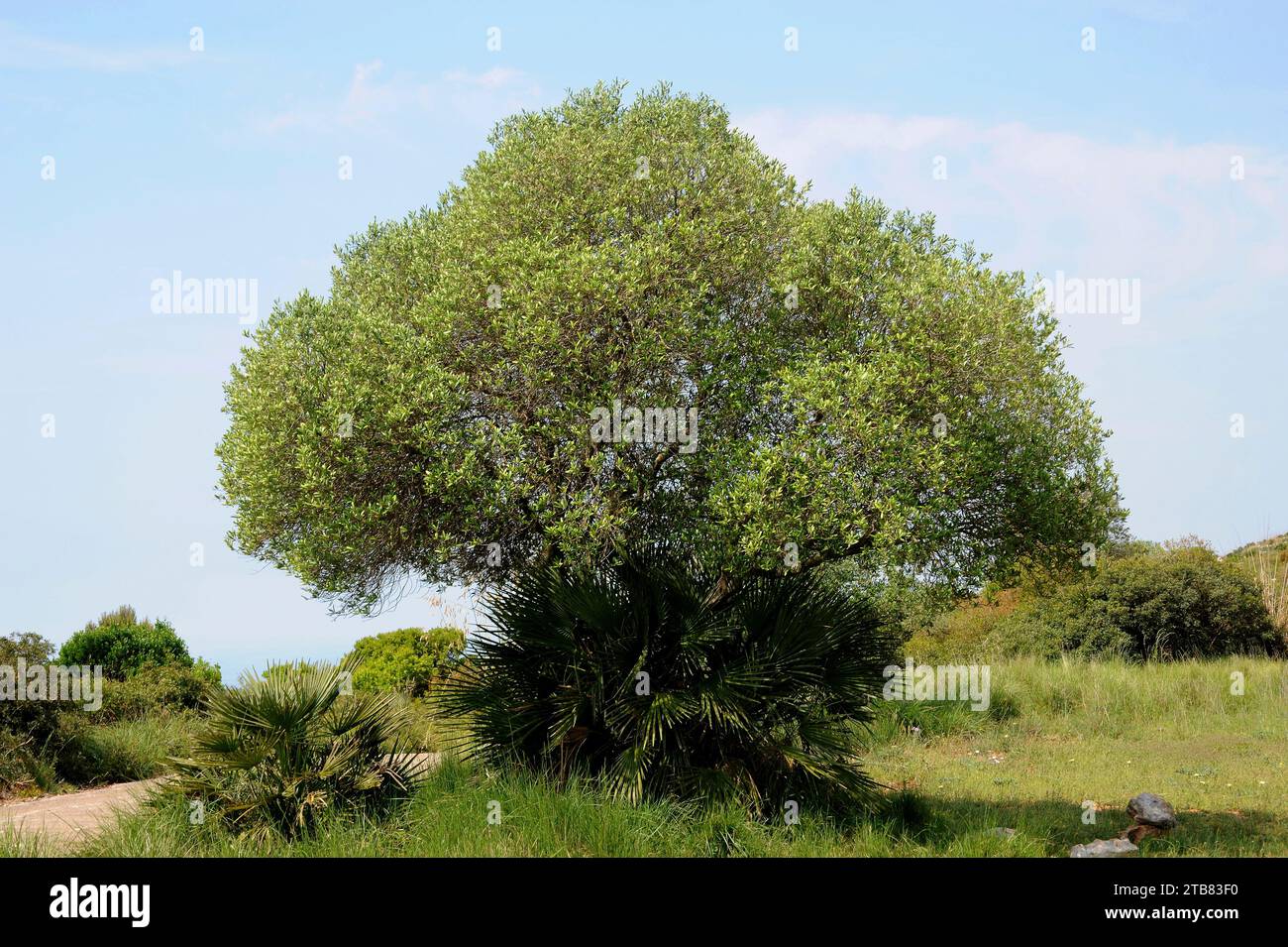 Wild olive (Olea europaea sylvestris or Olea europaea oleaster) is a ...