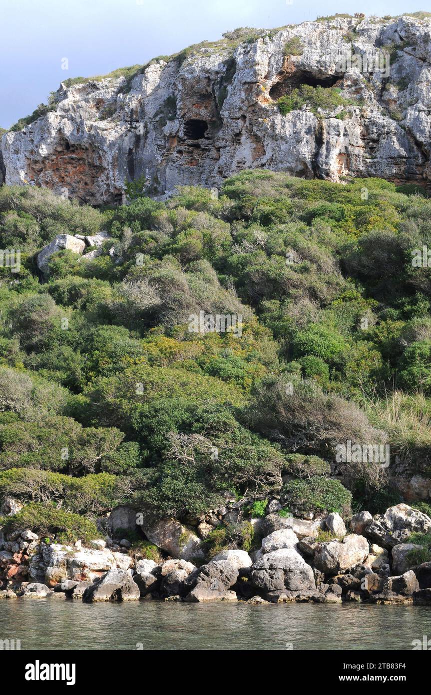 Wild olive (Olea europaea sylvestris or Olea europaea oleaster) is a ...