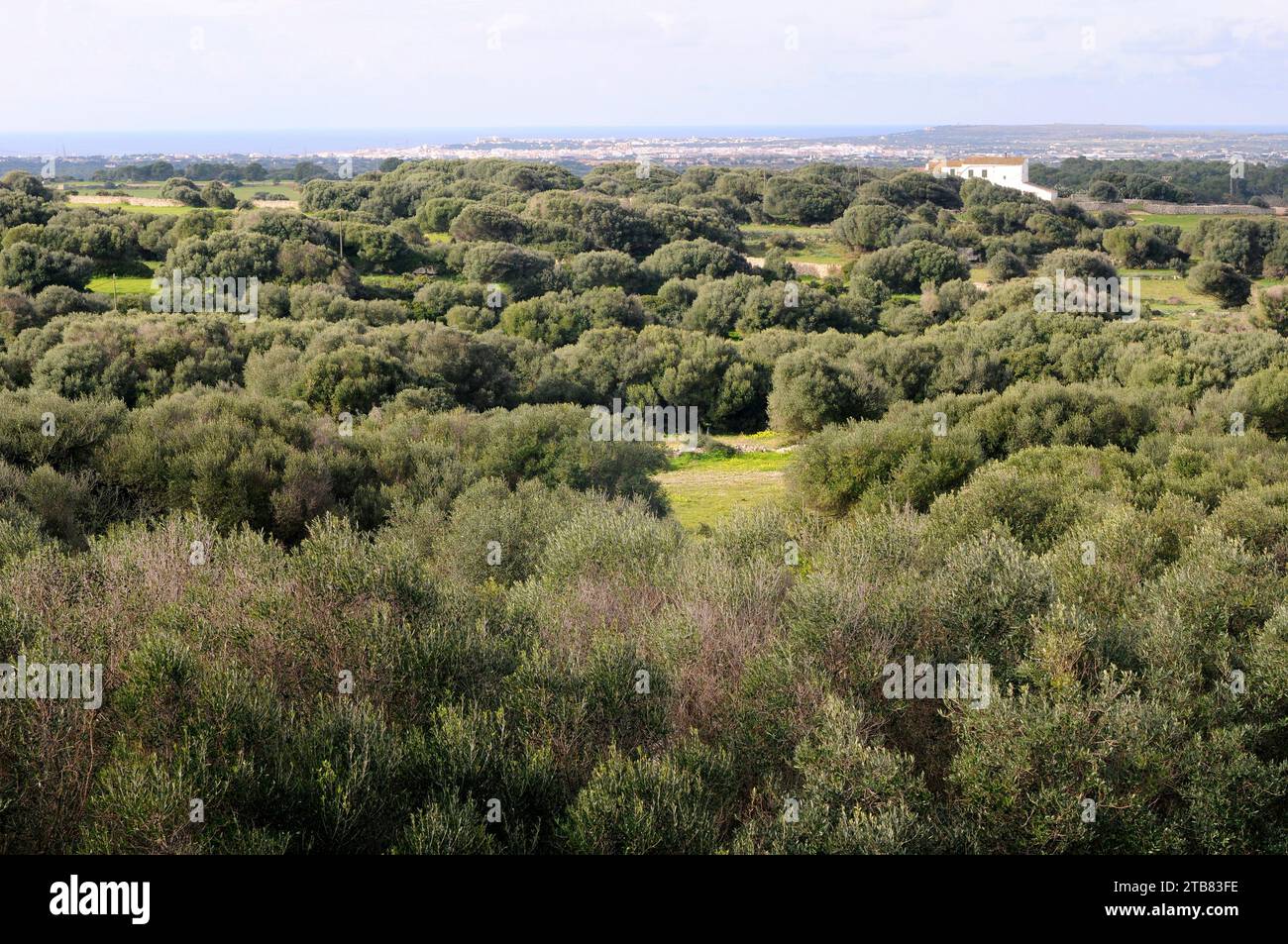Wild olive (Olea europaea sylvestris or Olea europaea oleaster) is a ...