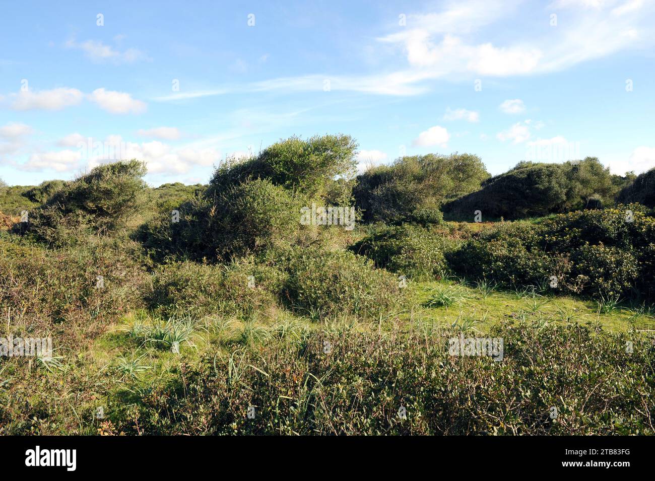 Wild olive (Olea europaea sylvestris or Olea europaea oleaster) is a ...