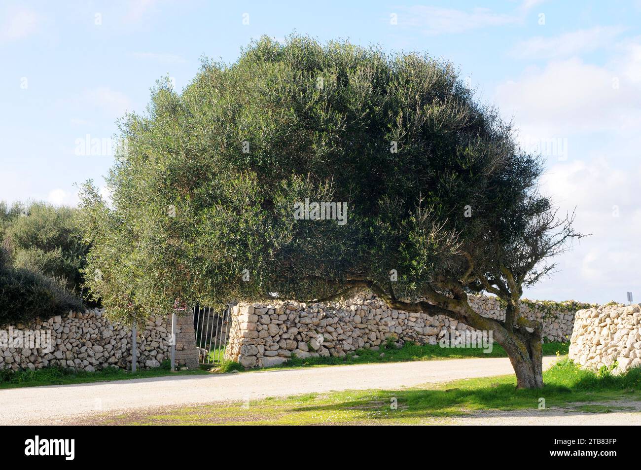 Wild olive (Olea europaea sylvestris or Olea europaea oleaster) is a ...
