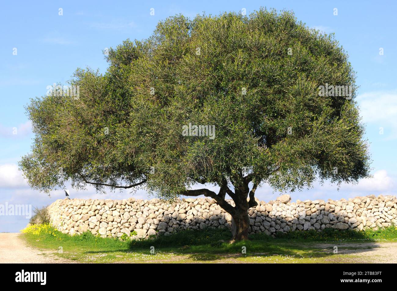 Wild olive (Olea europaea sylvestris or Olea europaea oleaster) is a shrub or small tree native ...