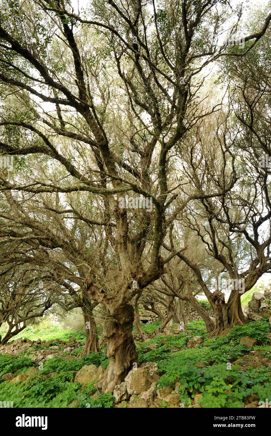 Wild olive (Olea europaea sylvestris or Olea europaea oleaster) is a ...