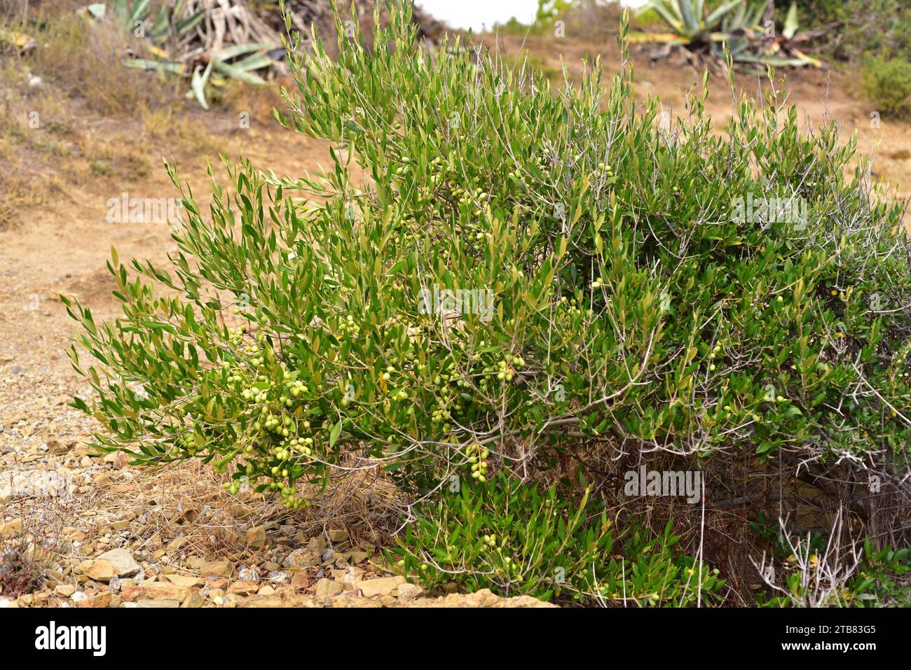 Wild olive (Olea europaea sylvestris or Olea europaea oleaster) is a ...