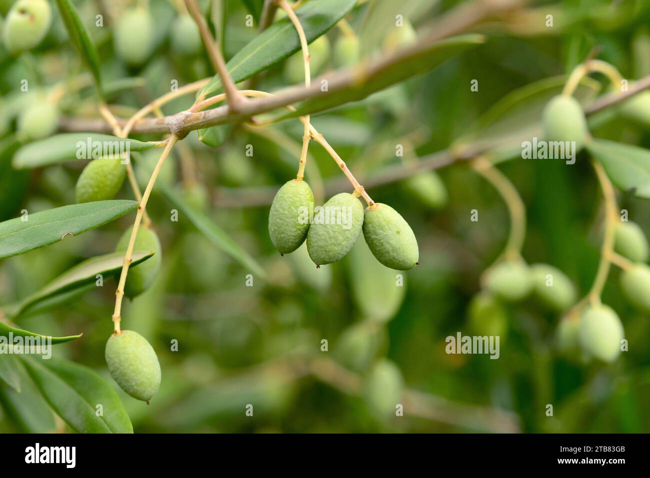 Wild olive (Olea europaea sylvestris or Olea europaea oleaster) is a ...