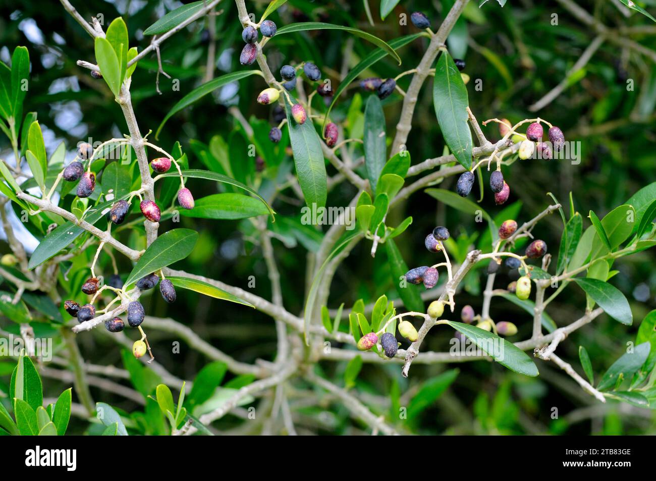 Wild olive (Olea europaea sylvestris or Olea europaea oleaster) is a ...