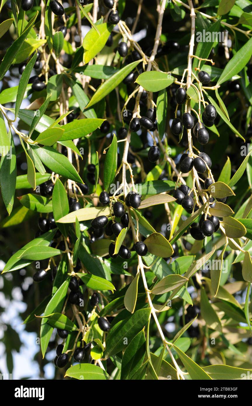 Wild olive (Olea europaea sylvestris or Olea europaea oleaster) is a ...