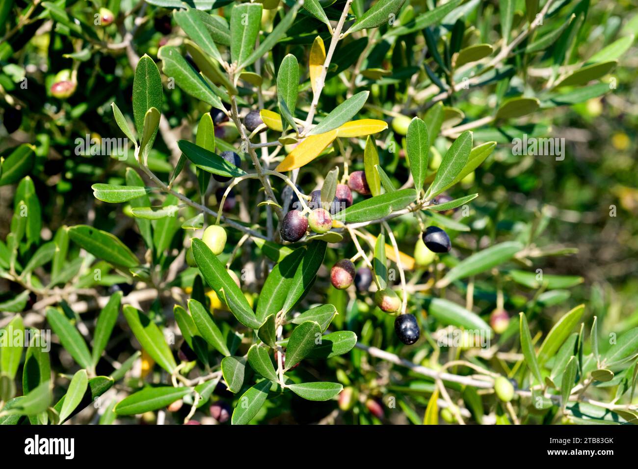 Wild olive (Olea europaea sylvestris or Olea europaea oleaster) is a ...