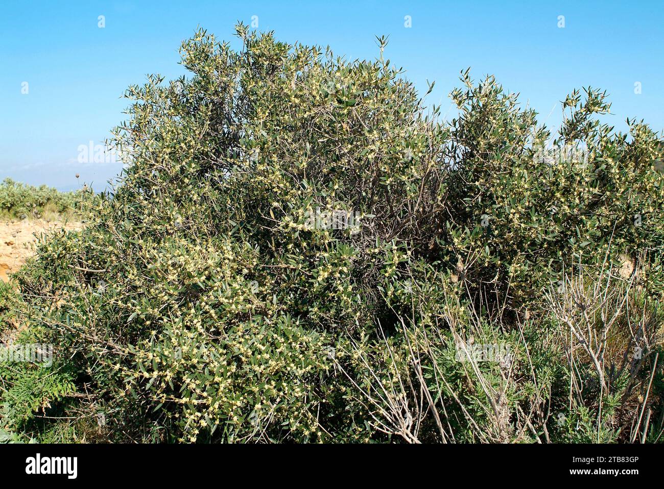 Narrow-leaved mock privet (Phillyrea angustifolia) is a perennial shrub ...