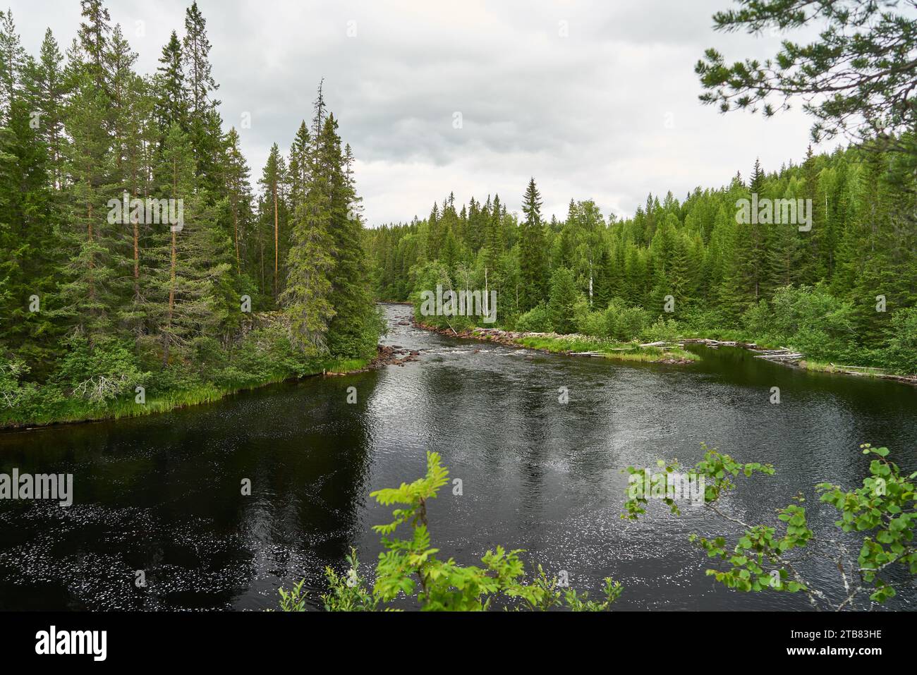 River with riverbank flowing through forest with pine trees in summer ...