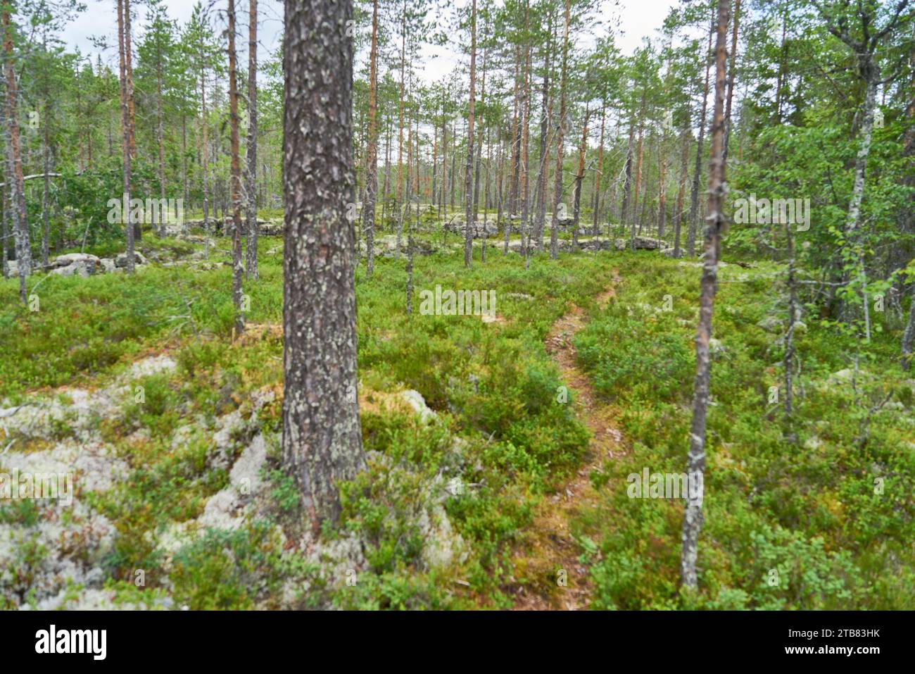 Scandinavian forest hi-res stock photography and images - Alamy