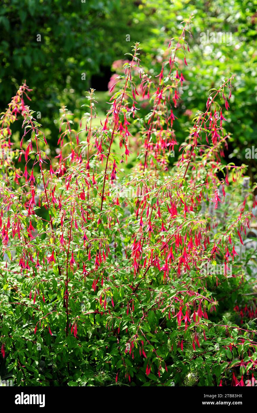 Hardy fuchsia or hummingbird fuchsia (Fuchsia magellanica) is an ...