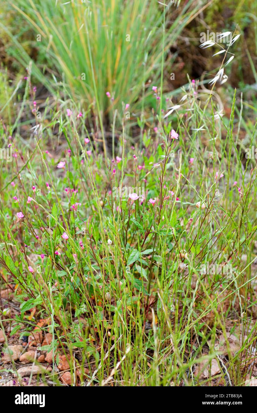 Rose evening primrose (Oenothera rosea) is a biennial herb native to ...