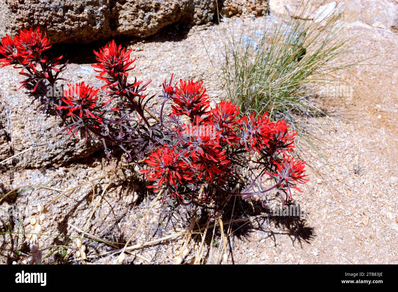 Desert indian paintbrush (Castilleja angustifolia or Castilleja ...