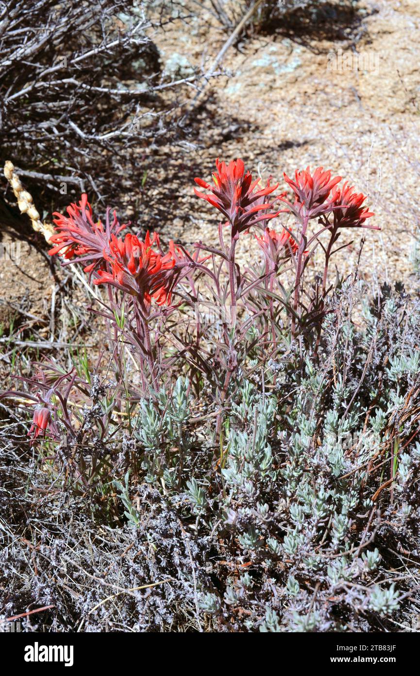 Desert indian paintbrush (Castilleja angustifolia or Castilleja ...