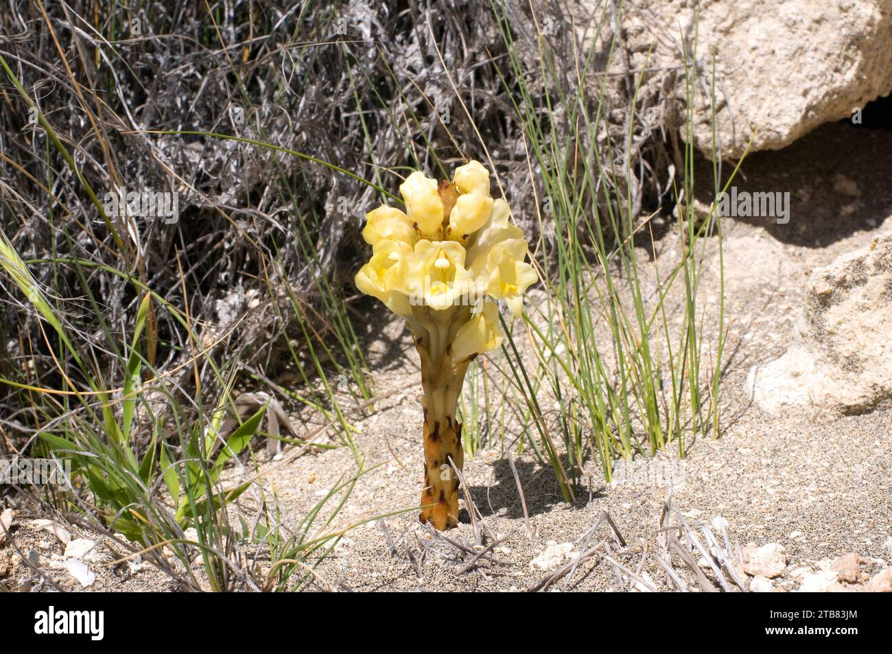 Yellow broomrape (Cistanche phelypaea) is a parasitic plant native to ...