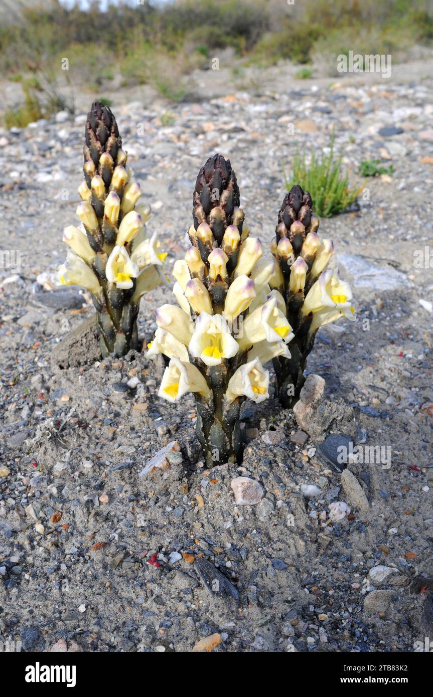 Yellow broomrape (Cistanche phelypaea) is a parasitic plant native to ...