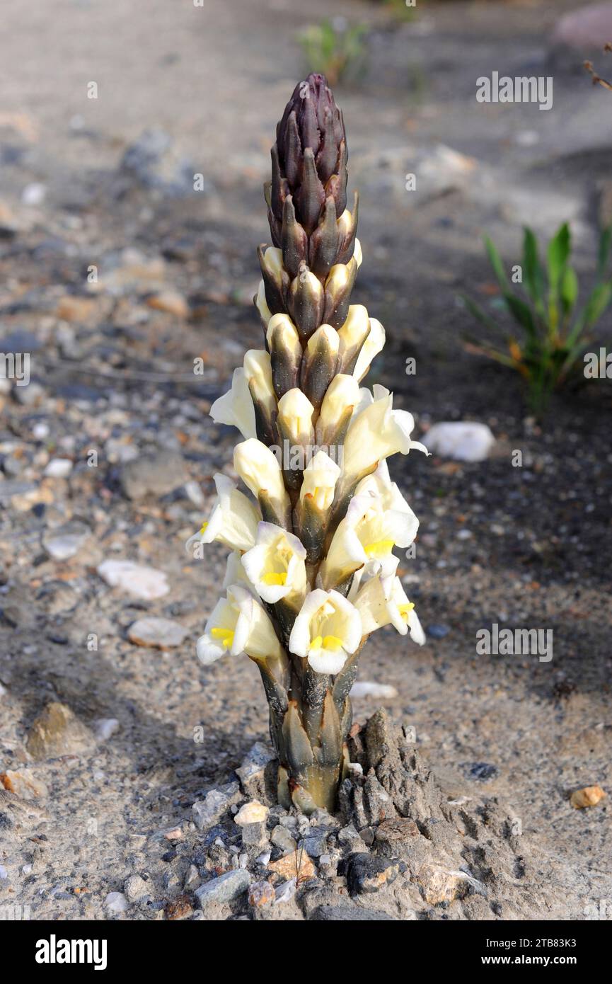 Yellow broomrape (Cistanche phelypaea) is a parasitic plant native to ...