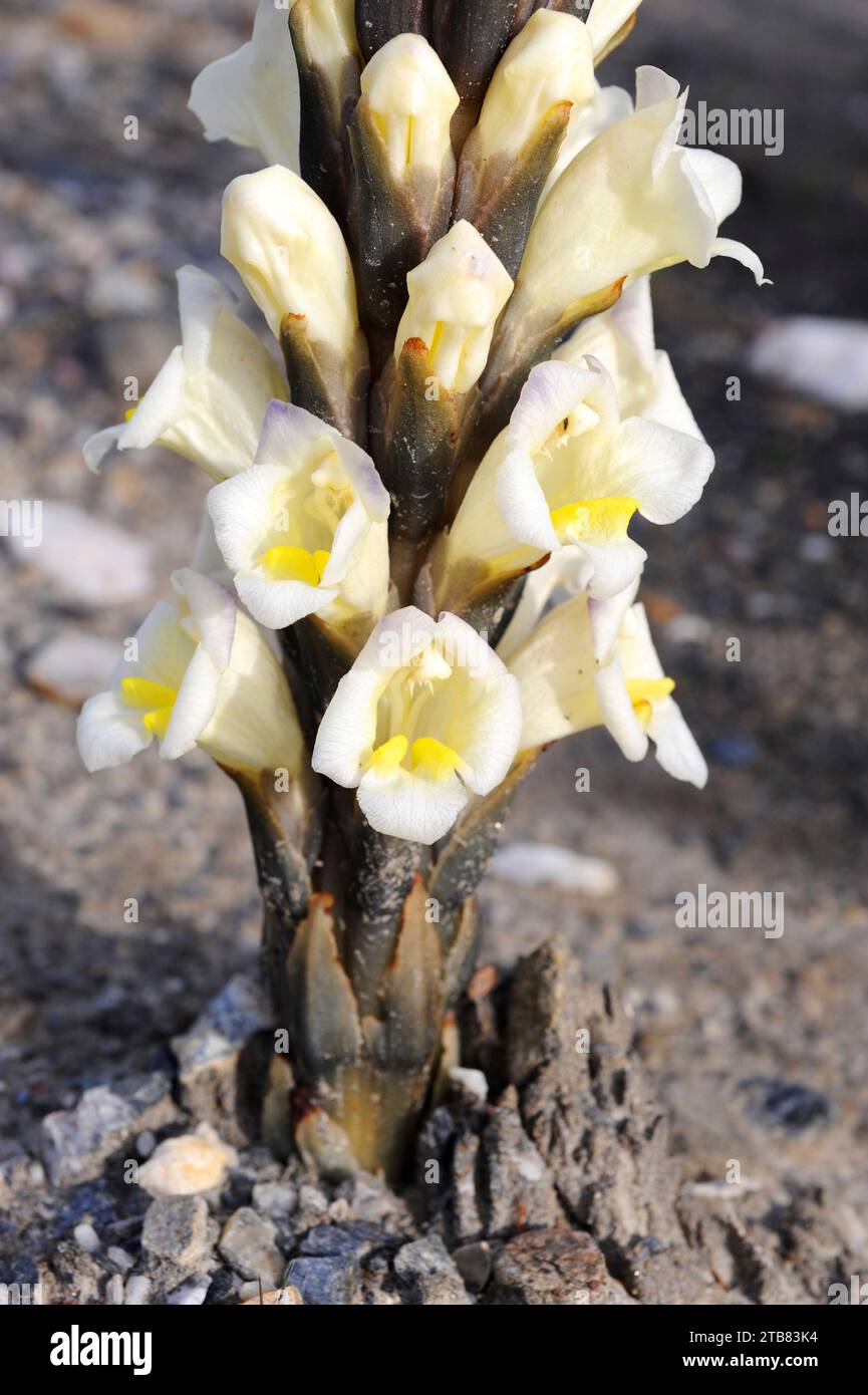 Yellow broomrape (Cistanche phelypaea) is a parasitic plant native to ...