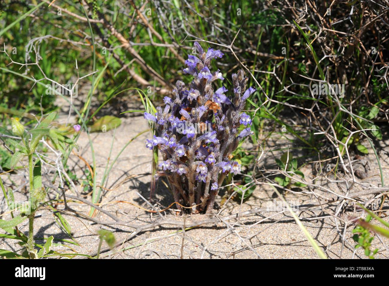 Branched broomrape or hemp broomrape (Orobanche ramosa) is a parasite ...
