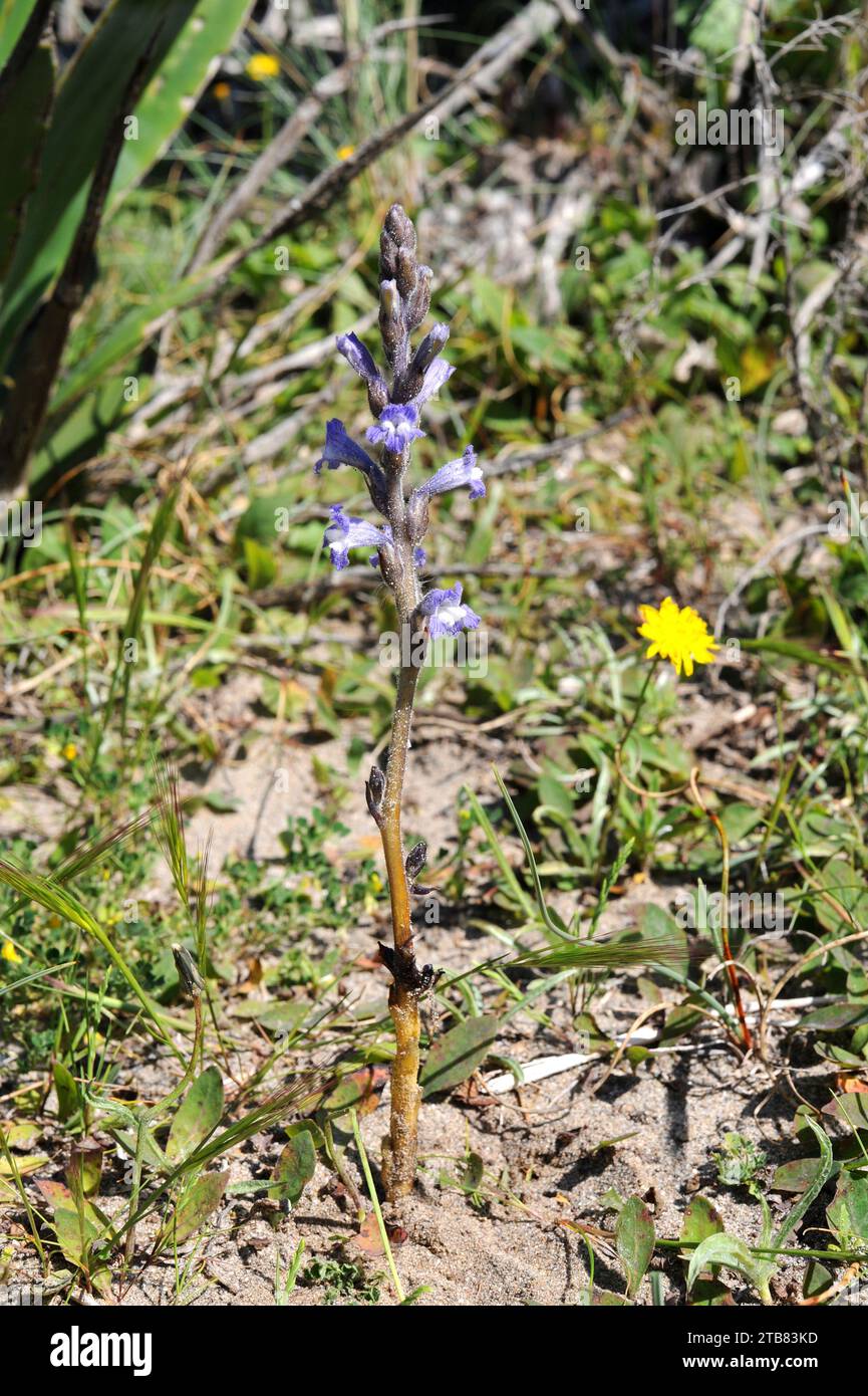 Rabo de lobo hi-res stock photography and images - Alamy