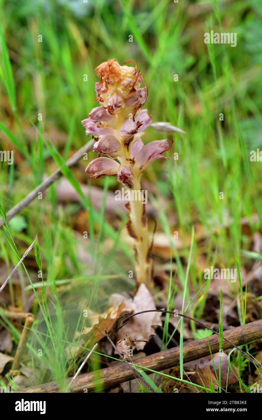Greater broomrape (Orobanche rapum-ginestae) is a parasite plant native ...