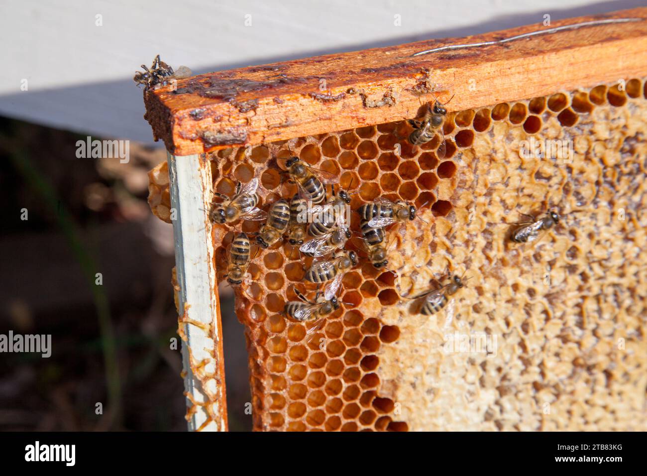 Frames of a beehive. Busy bees inside the hive with open and sealed ...
