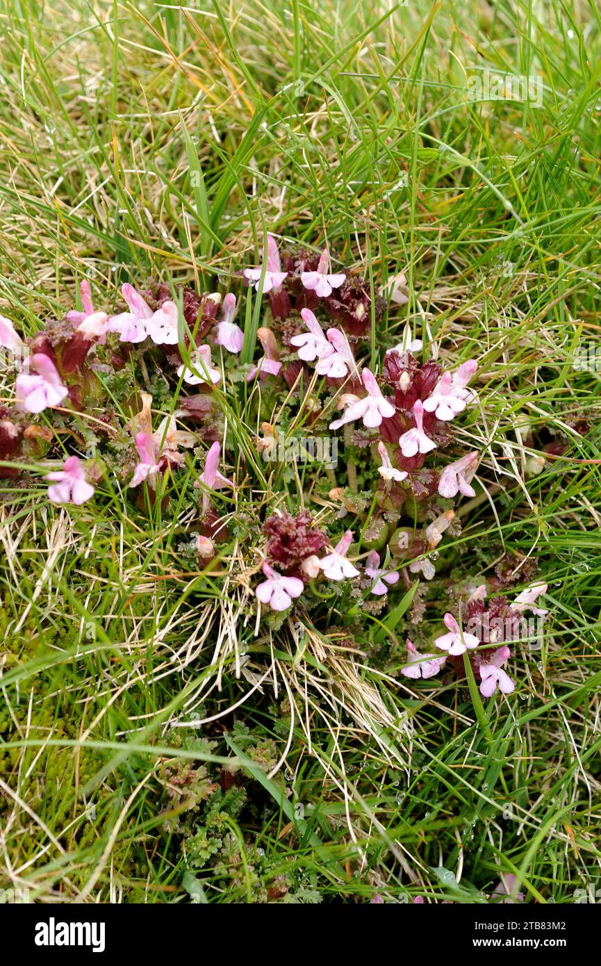 Lousewort (Pedicularis sylvatica) is a hemiparasite herb native to ...