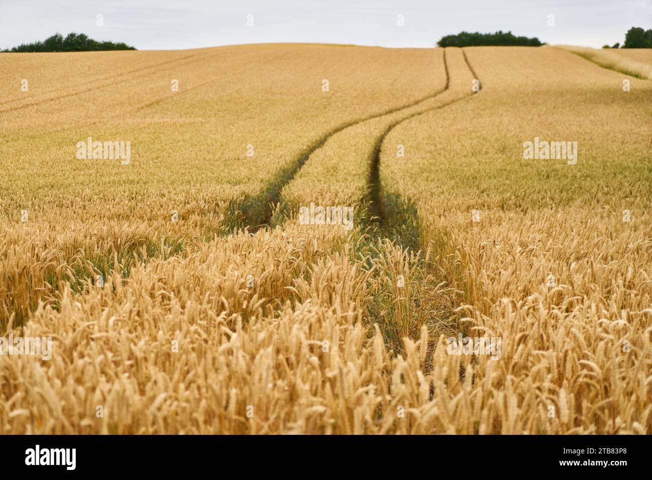 Tractor lines in wheat field hi-res stock photography and images - Alamy