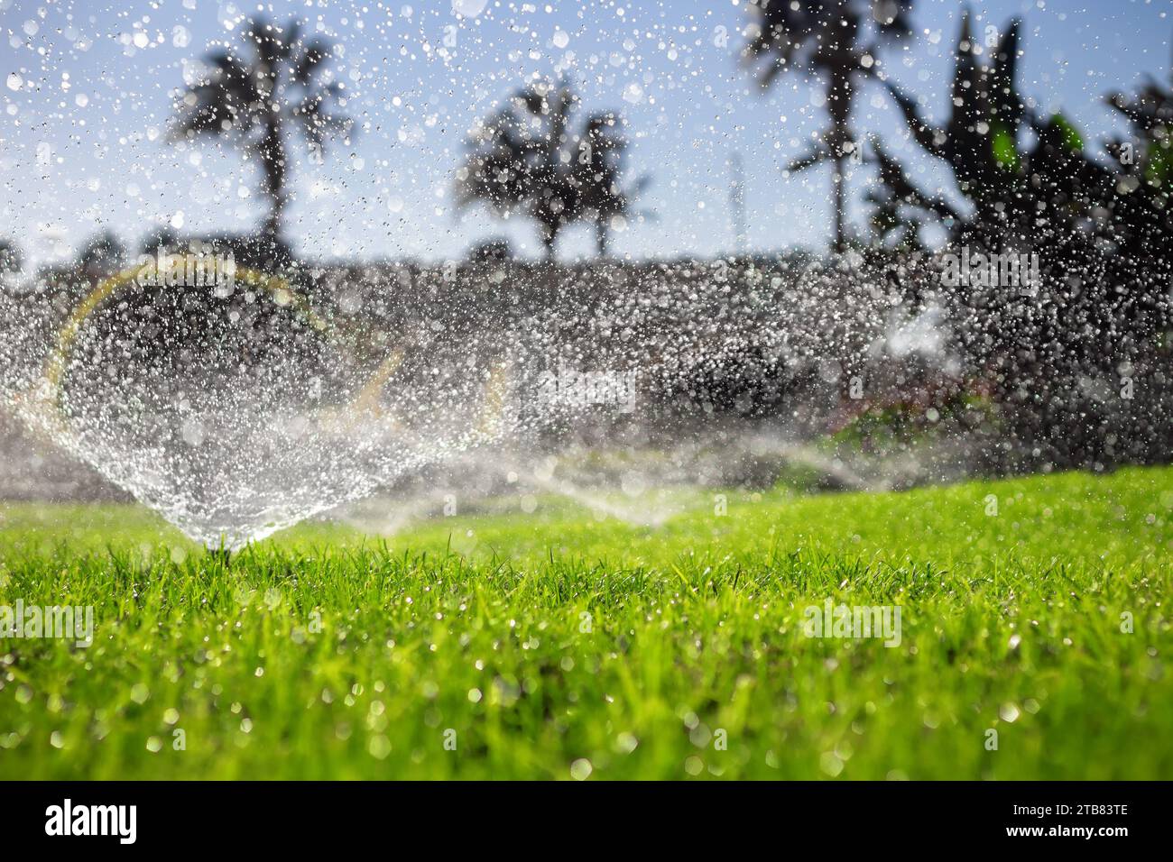 Sprinklers watering the green lawn. Automatic irrigation system Stock ...