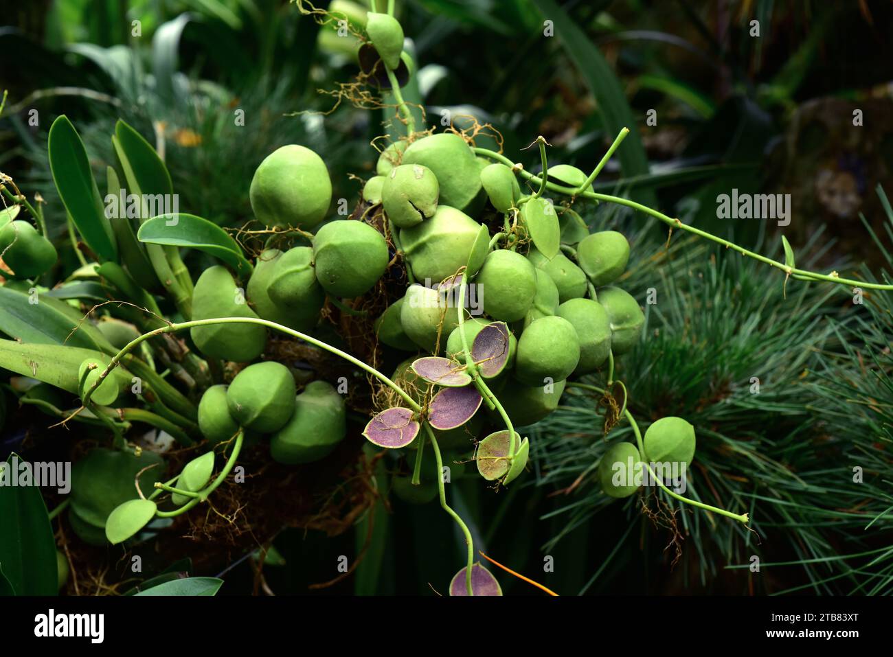 Epiphytic orchid hi-res stock photography and images - Alamy