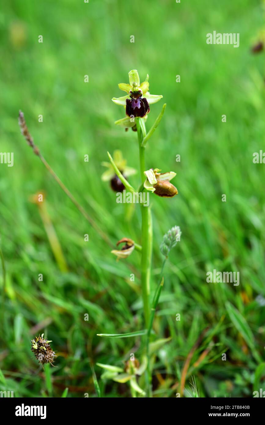 False spider orchid hi-res stock photography and images - Alamy