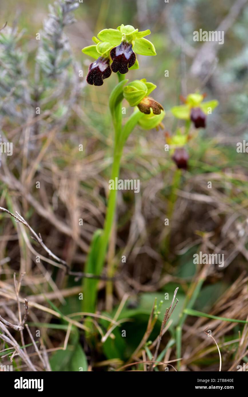 Dark bee-orchid (Ophrys fusca) is a terrestrial orchid native to ...