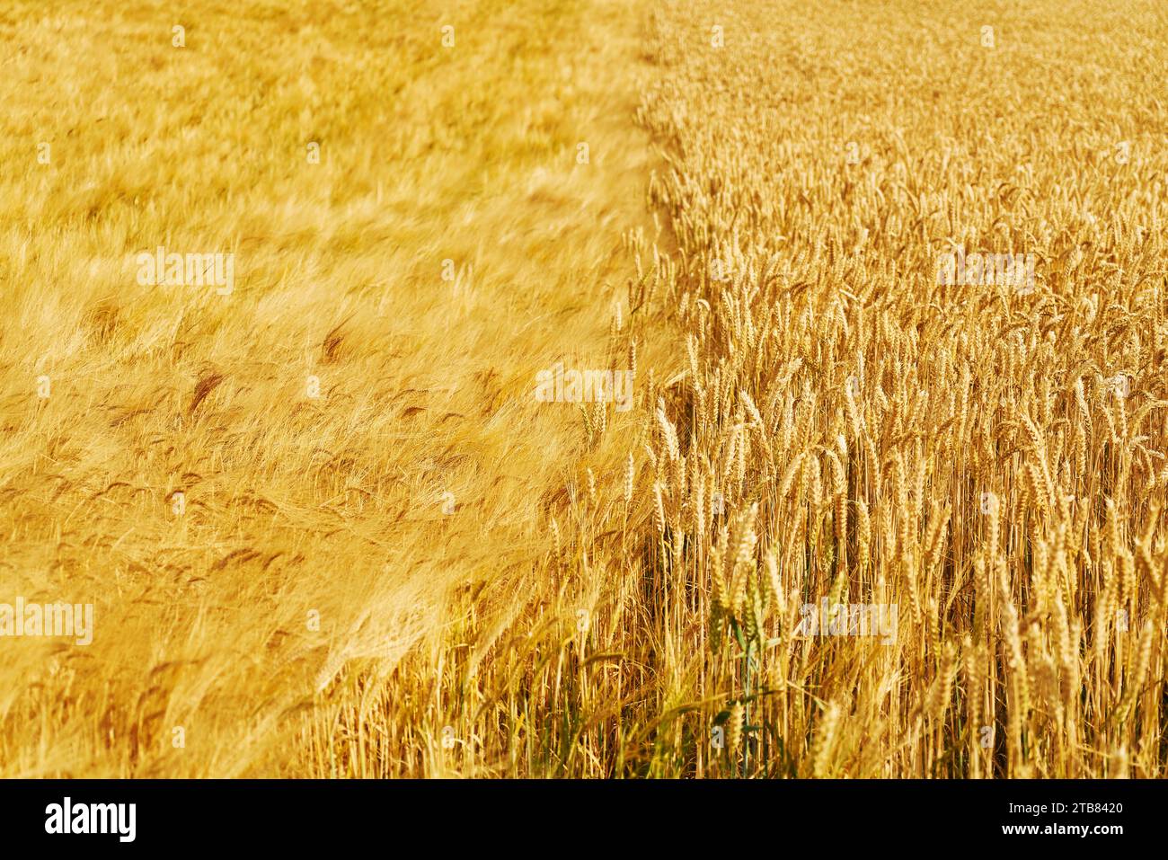 Two types of ripe crops on yellow wheat fields in summer as background ...