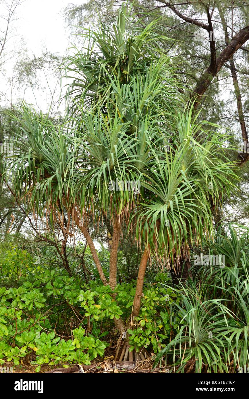 Screwpine (Pandanus utilis) is a shrub native to Madagascar but ...