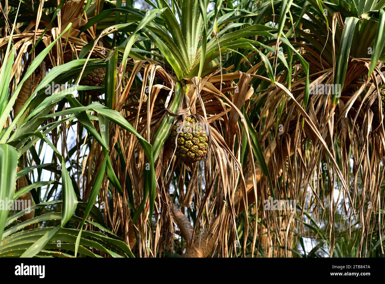 Screwpine (Pandanus utilis) is a shrub native to Madagascar but ...