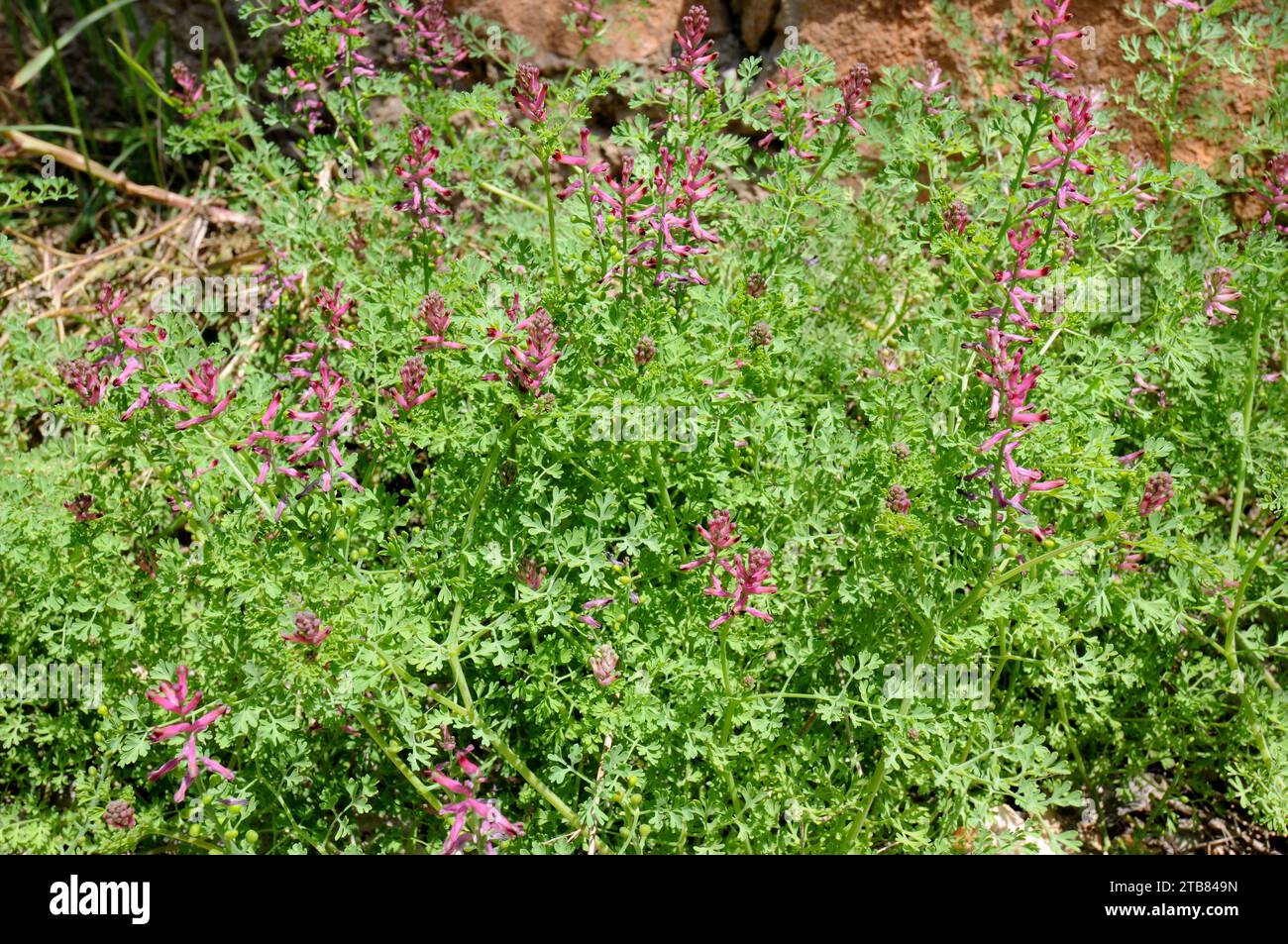 Climbing fumitory or ramping fumitory (Fumaria capreolata) is an annual ...