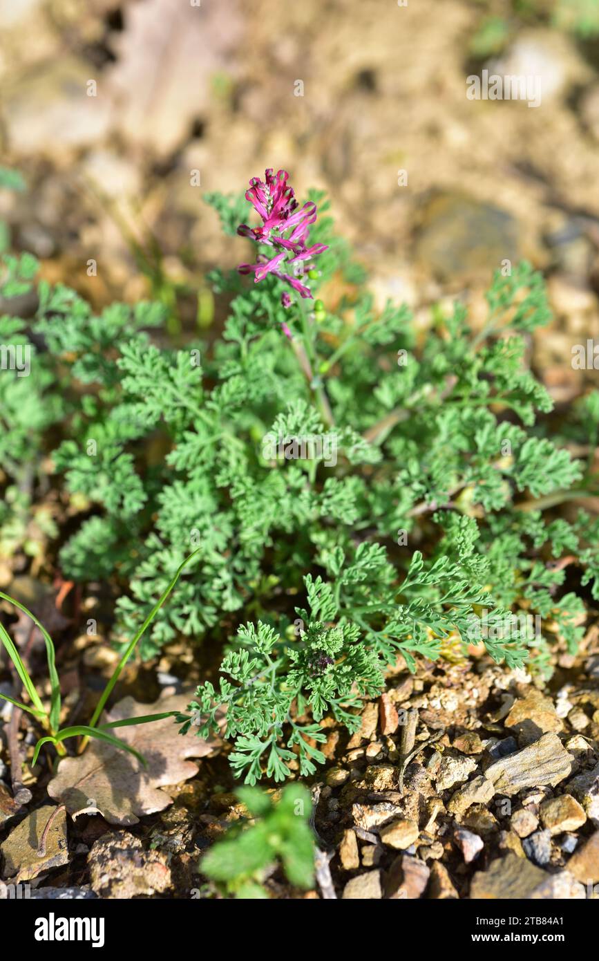Common fumitory (Fumaria officinalis) is an annual herb used how a ...