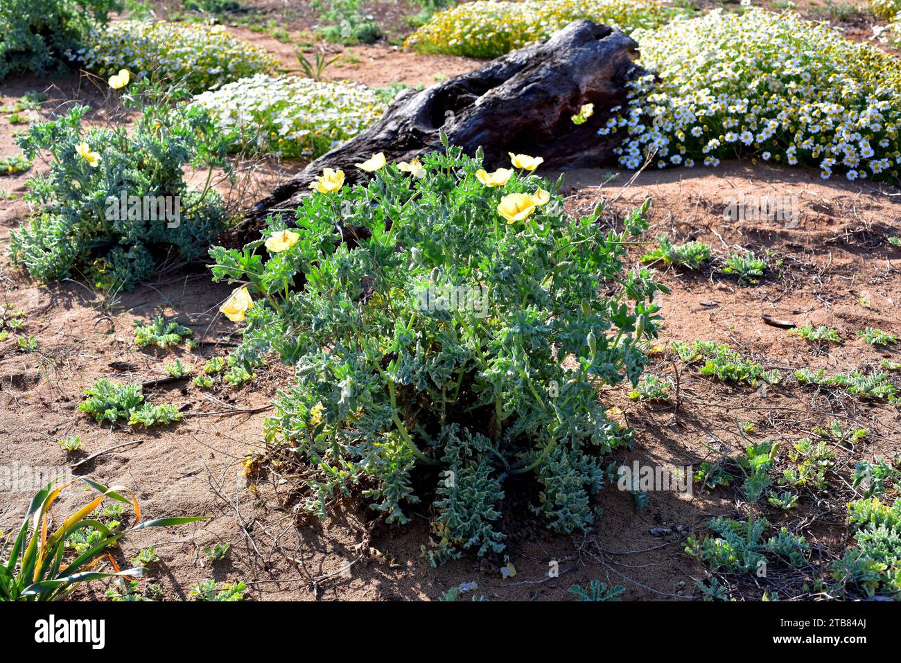 Yellow horned poppy or sea poppy (Glaucium flavum) is a biennial or ...