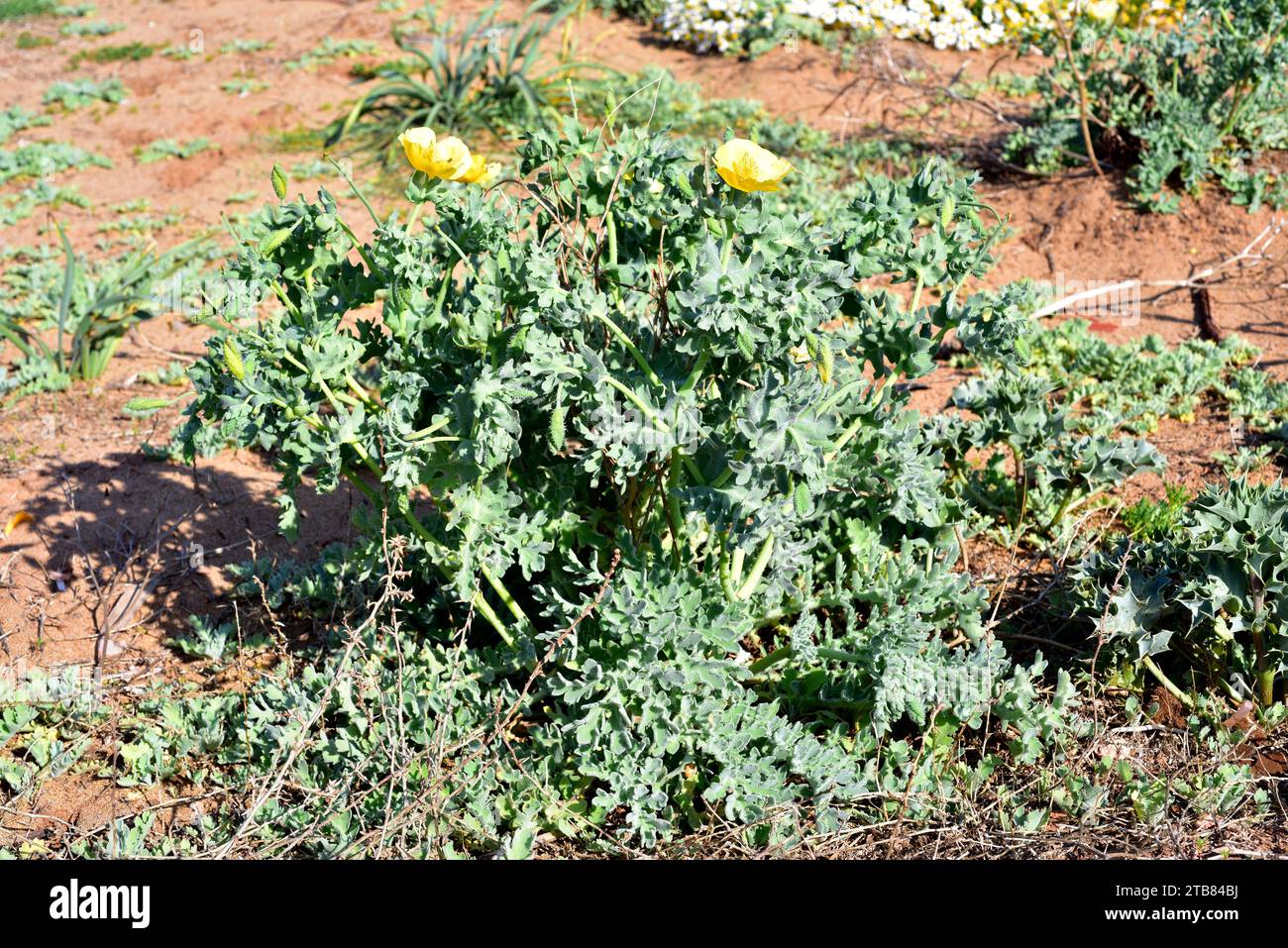 Yellow horned poppy or sea poppy (Glaucium flavum) is a biennial or ...