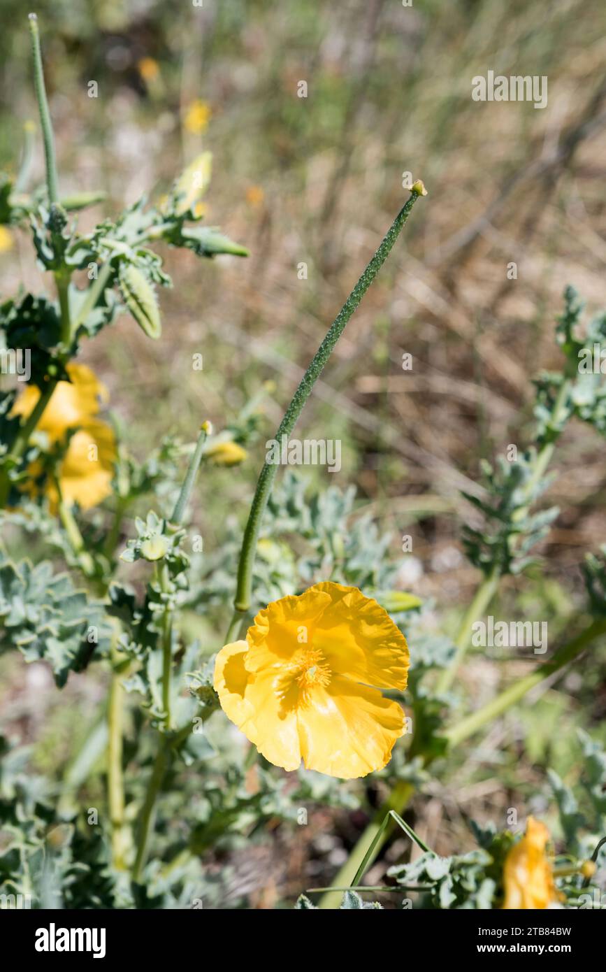 Yellow horned poppy or sea poppy (Glaucium flavum) is a biennial or ...