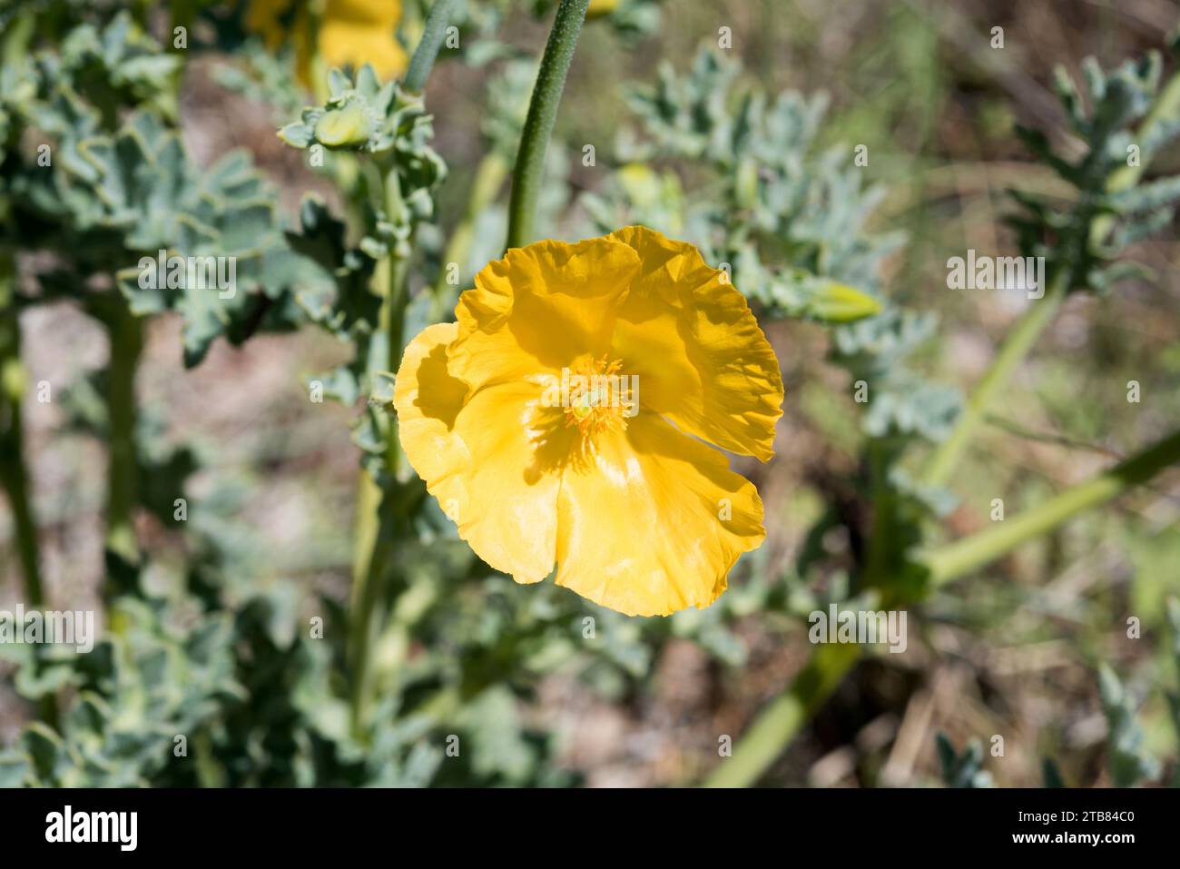Yellow horned poppy or sea poppy (Glaucium flavum) is a biennial or ...
