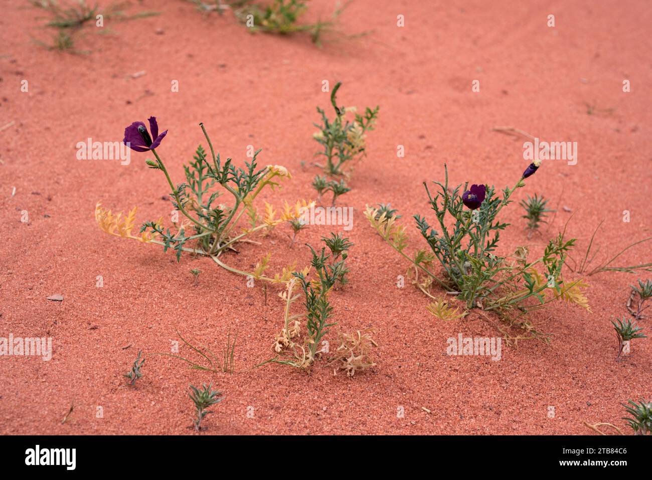Purple poppy (Roemeria hybrida) is an annual herb native to ...